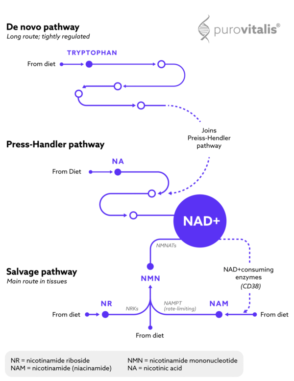 What Is NAD+? The basics, NAD vs NADH, and everyday ways to support it