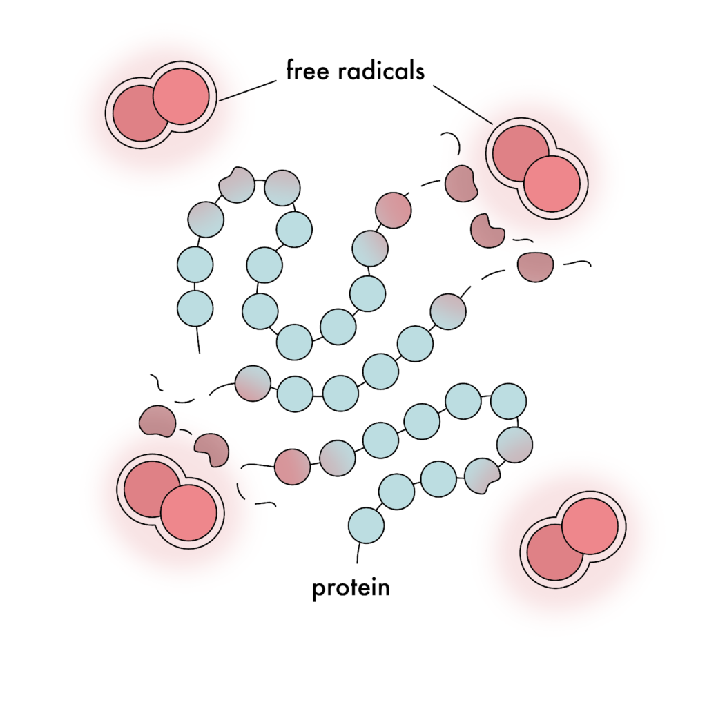 Caloric Restriction and Longevity Guide | Purovitalis