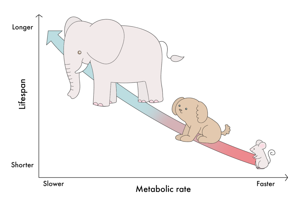 Guía de restricción calórica y longevidad | Purovitalis