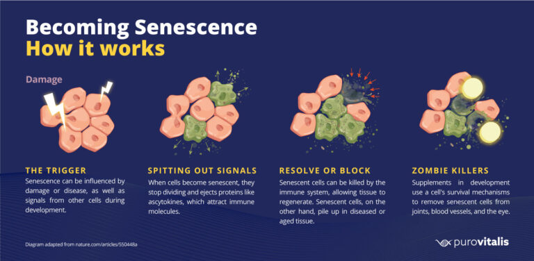 Zombie Cells: What They Are & How to Get Rid of Them